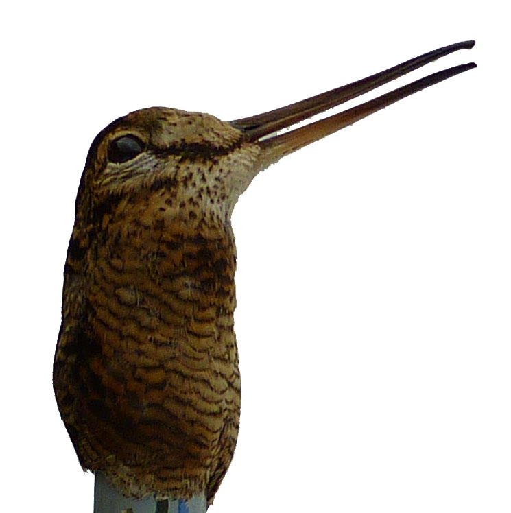 Tarifs - Jacques Gilbert Taxidermiste