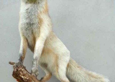 Galerie - Jacques Gilbert Taxidermiste