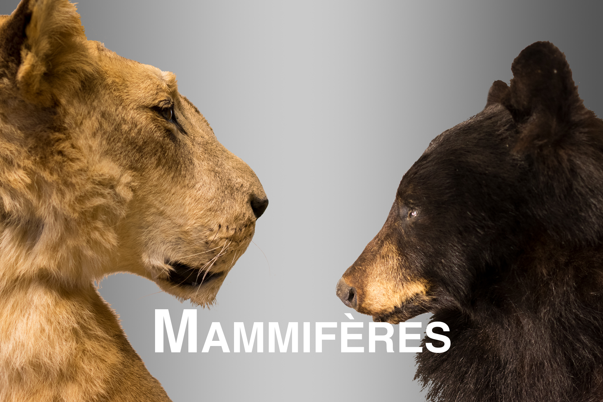 Galerie - Jacques Gilbert Taxidermiste