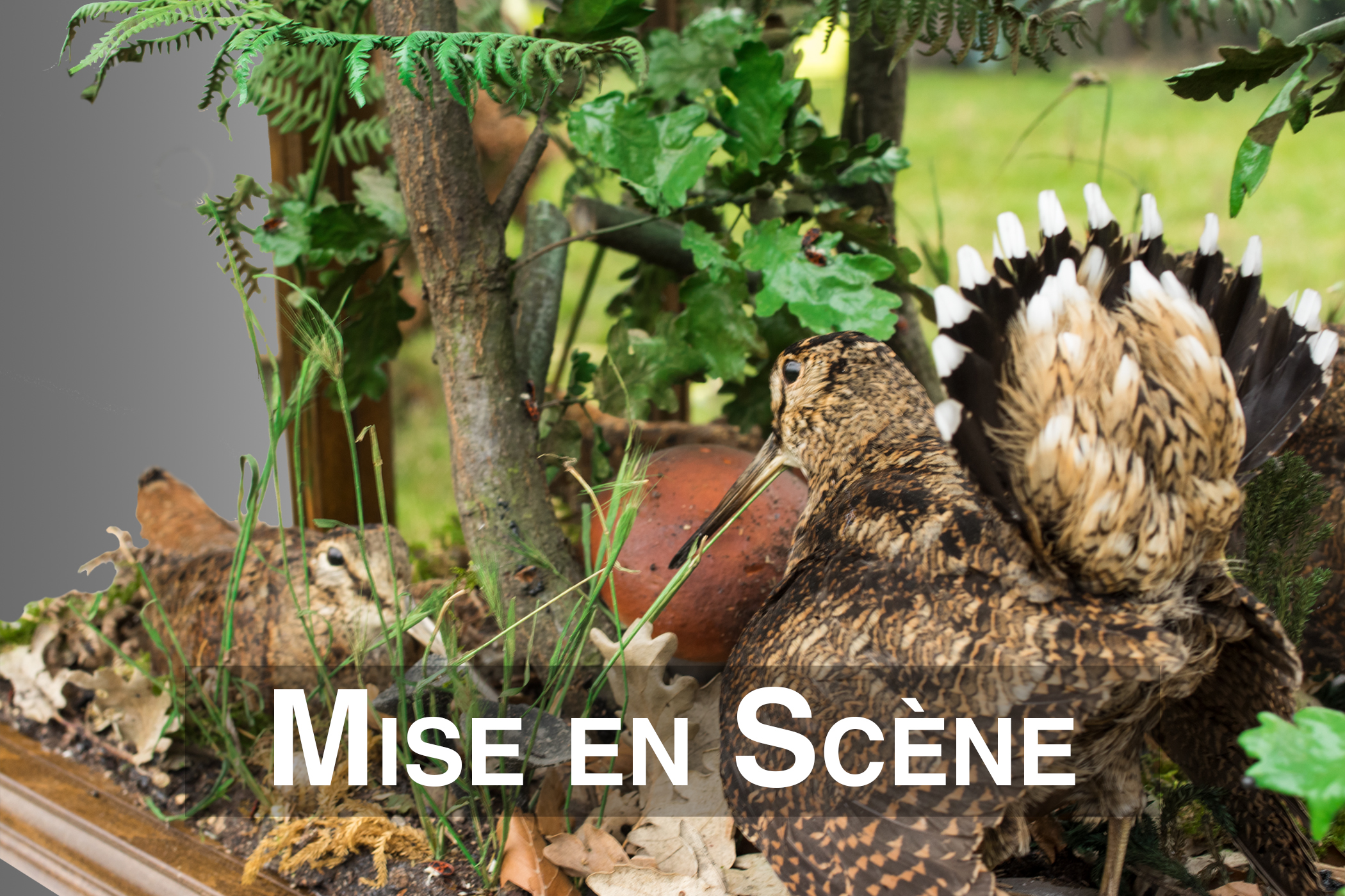 Galerie - Jacques Gilbert Taxidermiste