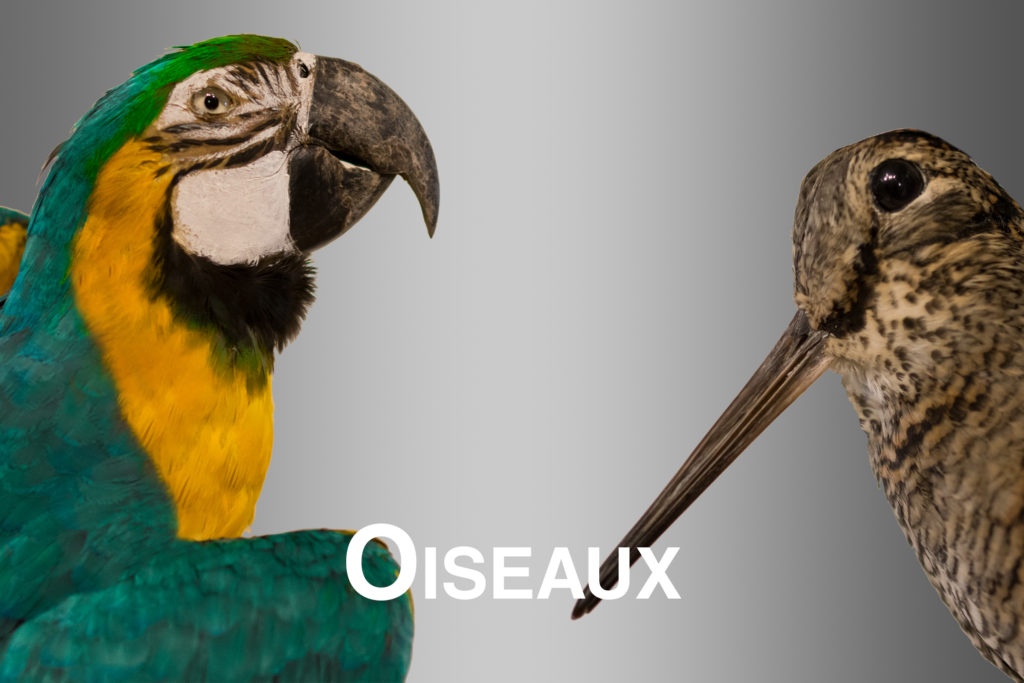 Galerie - Jacques Gilbert Taxidermiste