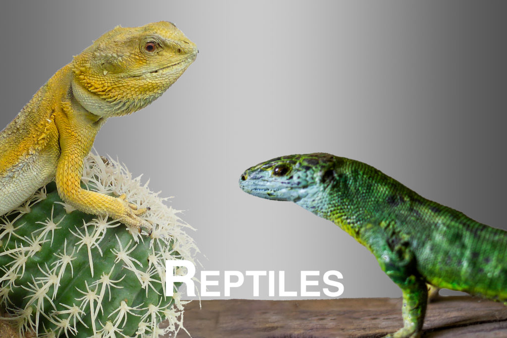 Galerie - Jacques Gilbert Taxidermiste