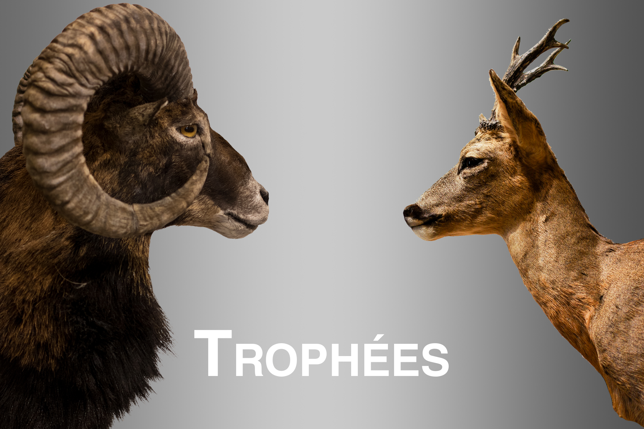 Taxidermiste Jacques Gilbert, Meilleur Ouvrier de France