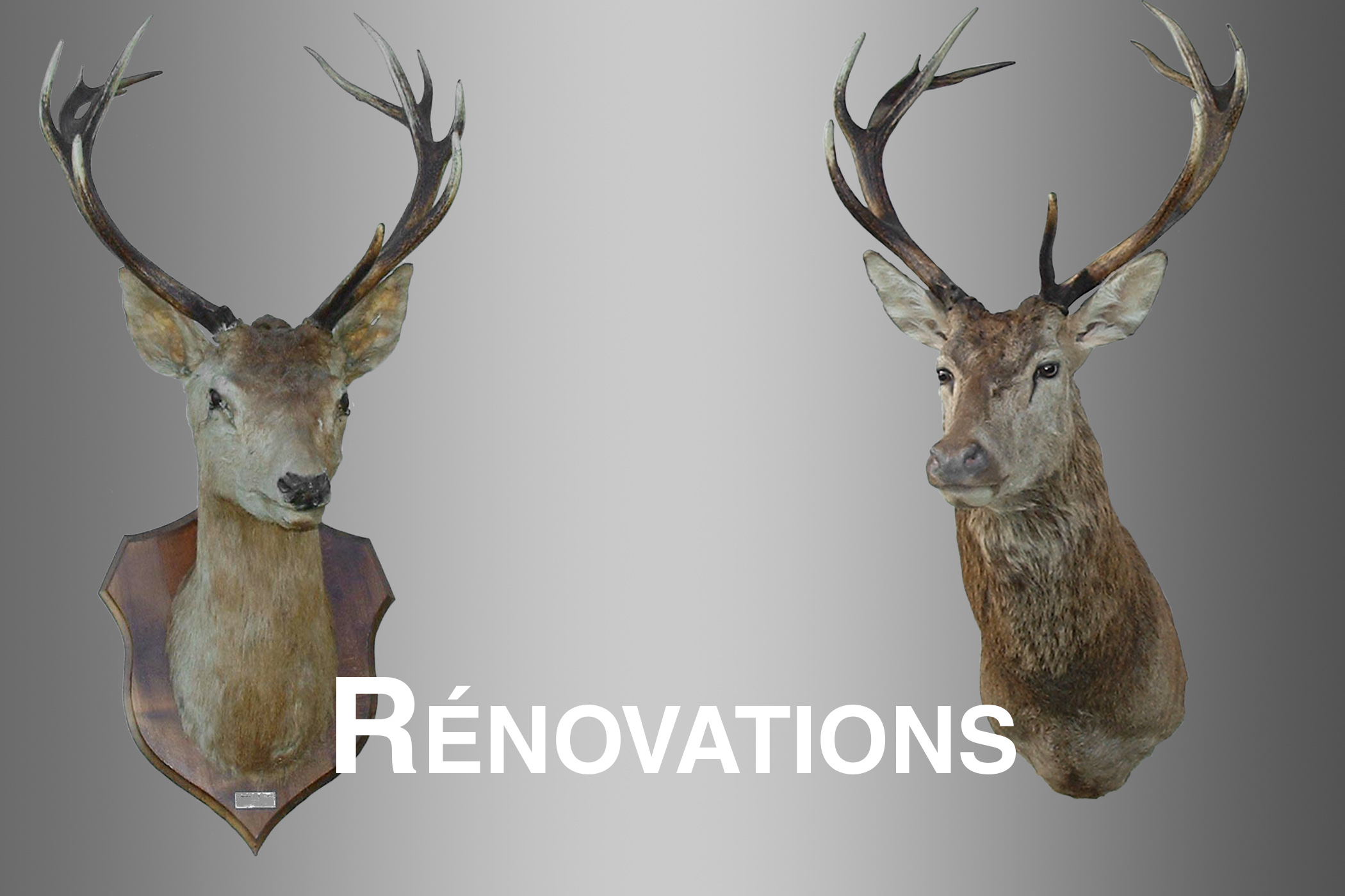 Rénovation - Jacques Gilbert Taxidermiste