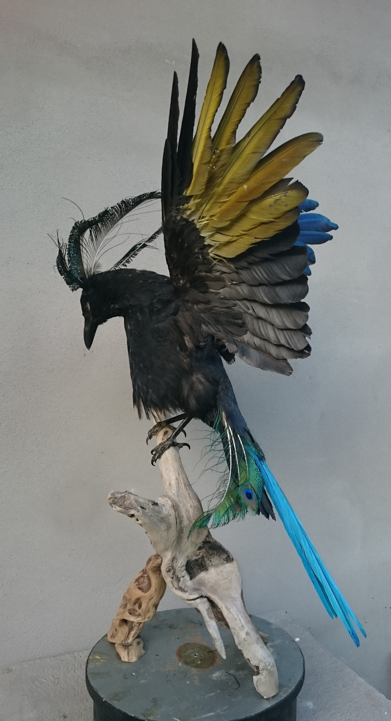Oiseaux - Jacques Gilbert Taxidermiste